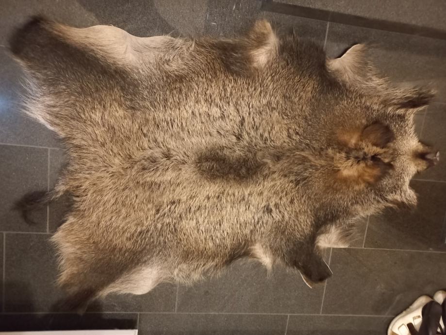 Koža divjega prašiča