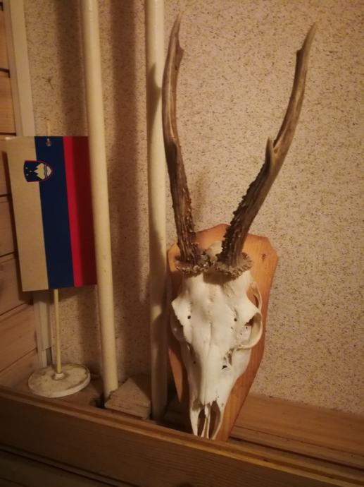 Lovska trofeja- rogovje mladega srnjaka