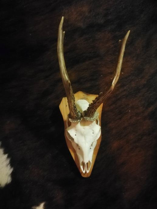 Lovska trofeja- rogovje mladega srnjaka