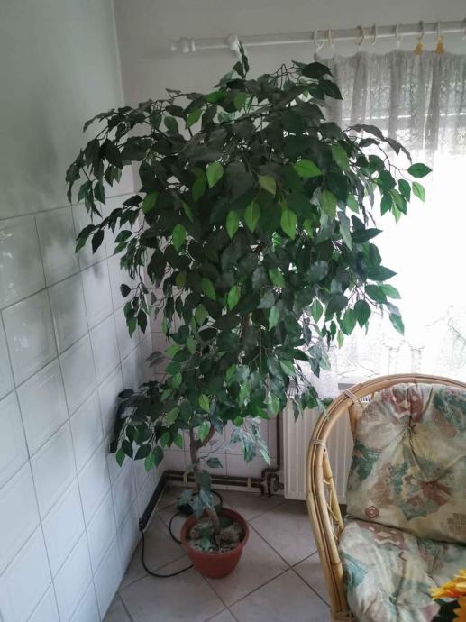 Umetna rastlina - Benjamin