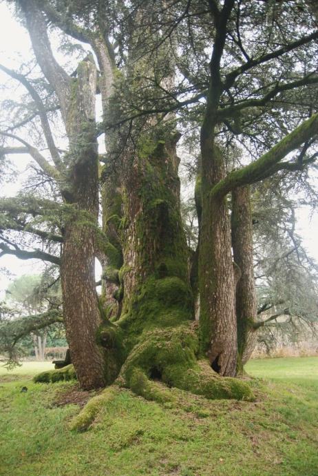 Atlaška cedra (Cedrus atlantica), 40 cm