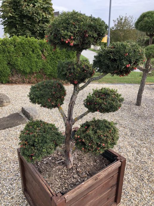 Bonsai TISA v lesenem koritu