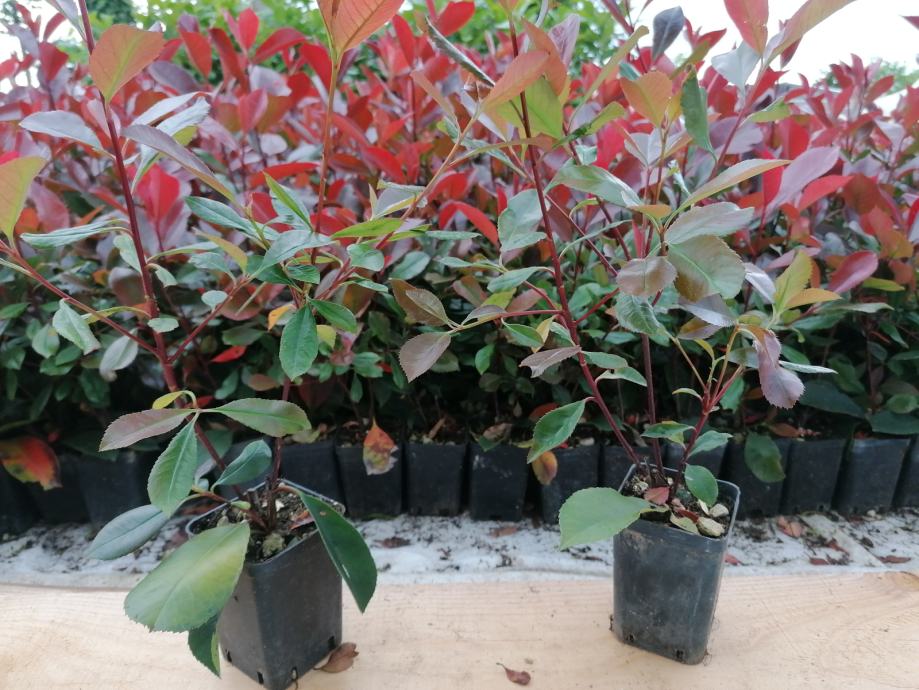 FOTINIJA, PHOTINIJA, RDEČA ŽIVA MEJA