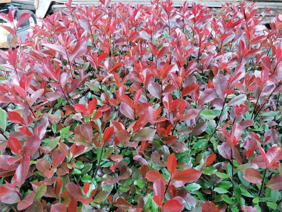 FOTINIJA, PHOTINIJA, RDEČA ŽIVA MEJA