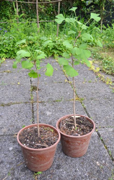 Ginko (Ginkgo biloba), sadika v loncu, nad 50 cm