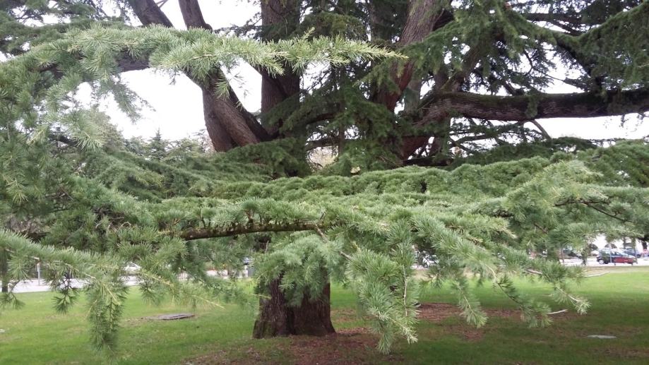 Himalajska cedra (Cedrus deodara)