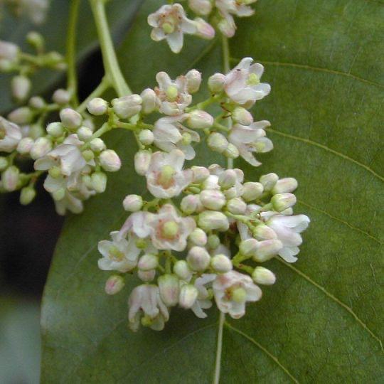 Kitajski cedrovec (Toona sinensis)