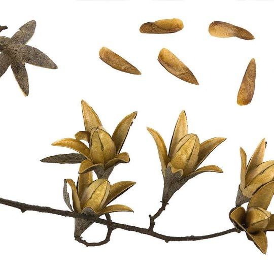 Kitajski cedrovec (Toona sinensis)
