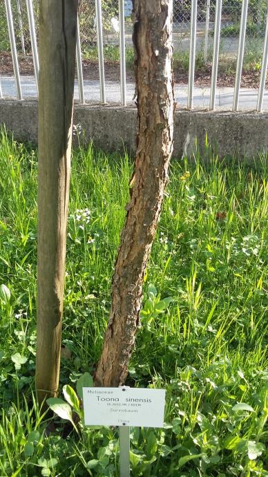 Kitajski cedrovec (Toona sinensis)