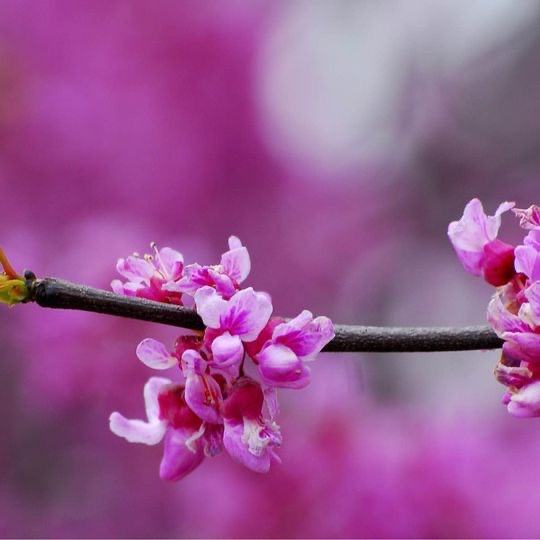Kitajski judeževec (Cercis chinensis)