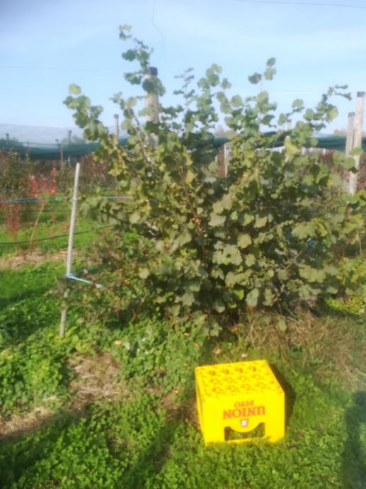 Leska istrska debeloplodna, majhen in velik grm