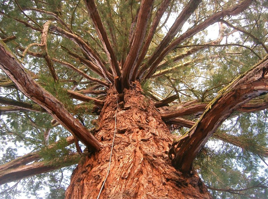 Mamutovec ali gorska sekvoja (Sequoiadendron giganteum)