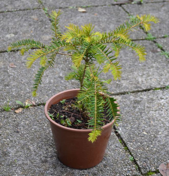 Sekvoja (obalna sekvoja, Sequoia sempervirens), 40 cm visoka