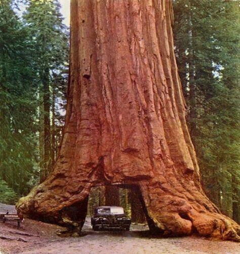 Sekvoja (obalna sekvoja, Sequoia sempervirens), 40 cm visoka