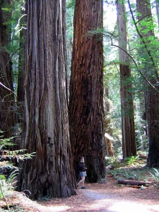 Sekvoja (obalna sekvoja, Sequoia sempervirens), 40 cm visoka