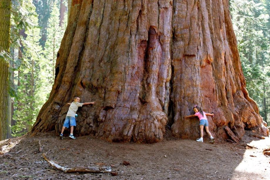 Sekvoja (obalna sekvoja, Sequoia sempervirens), 40 cm visoka