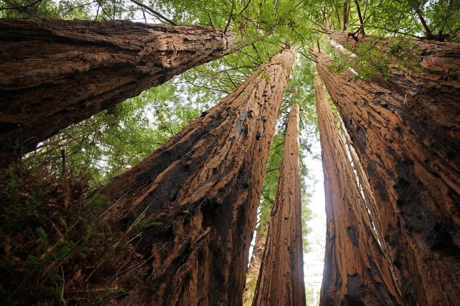 Sekvoja (obalna sekvoja, Sequoia sempervirens), 40 cm visoka