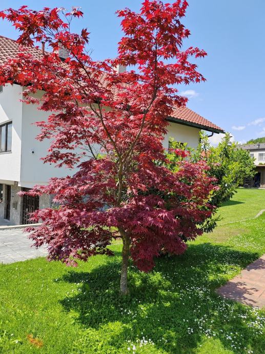 Okrasni javor - rdeči, lovorikovec