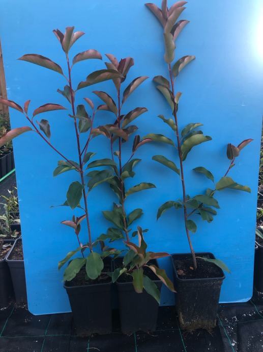 PHOTINIA Red Robin za žive meje