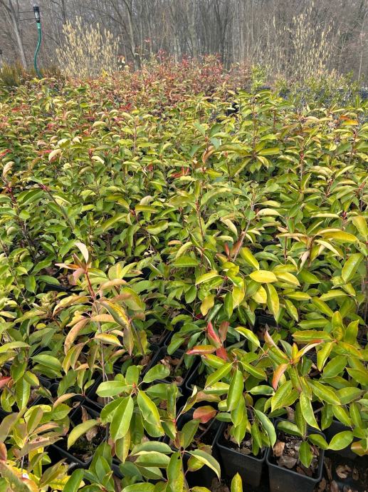 PHOTINIA Red Robin za žive meje