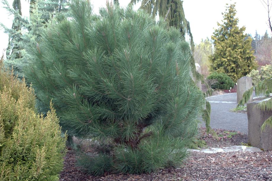 Pinija (Pinus pinea)