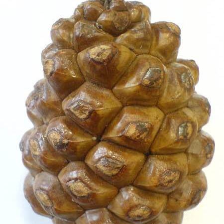 Pinija (Pinus pinea)