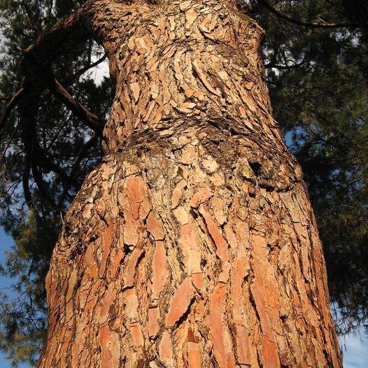 Pinija (Pinus pinea)