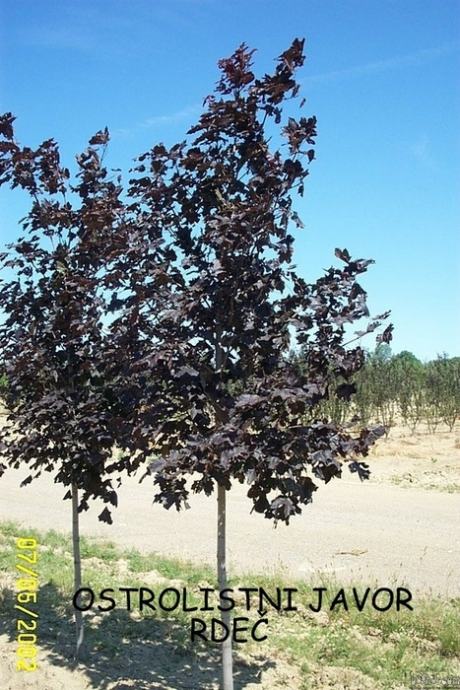 Rastline, JAVOR RDEČ DREVO ACER PLATANOIDES RED