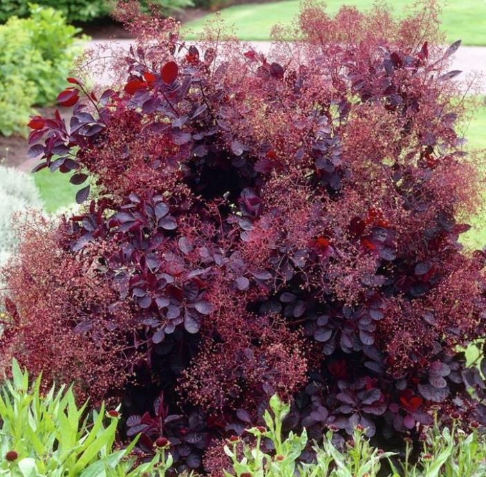 RDEČELISTNI RUJ - Cotinus coggygria Royal Purple - sadika, 8 EUR