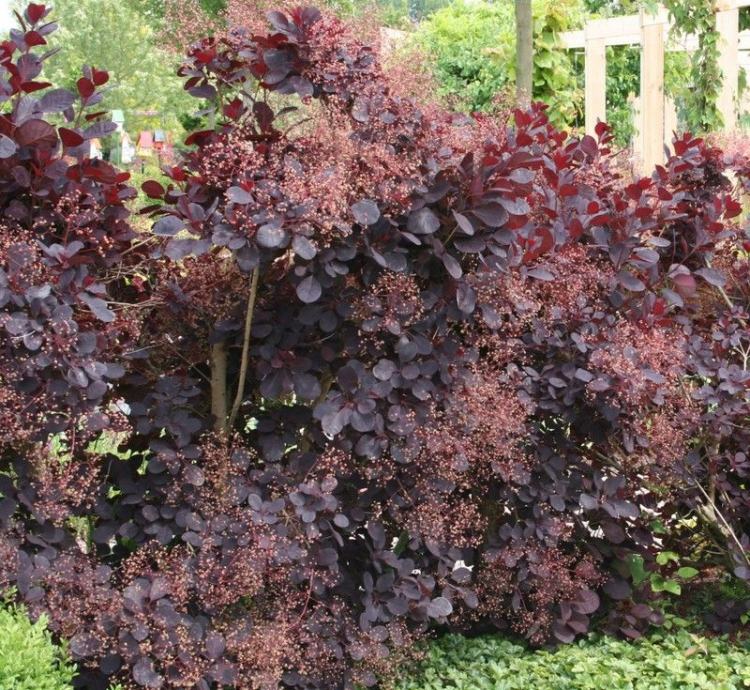 RDEČELISTNI RUJ - Cotinus coggygria Royal Purple - sadika, 8 EUR
