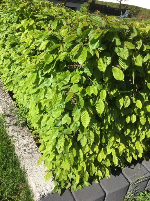 Živa meja Beli gaber