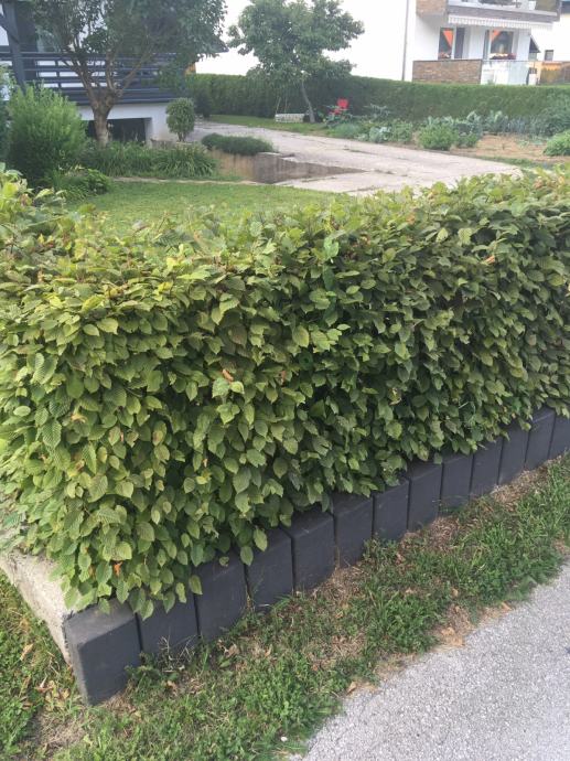 Živa meja Beli gaber