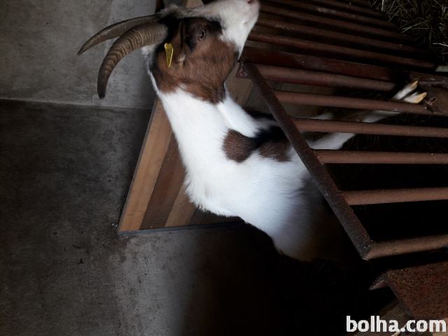 2 breji kozi in mladica