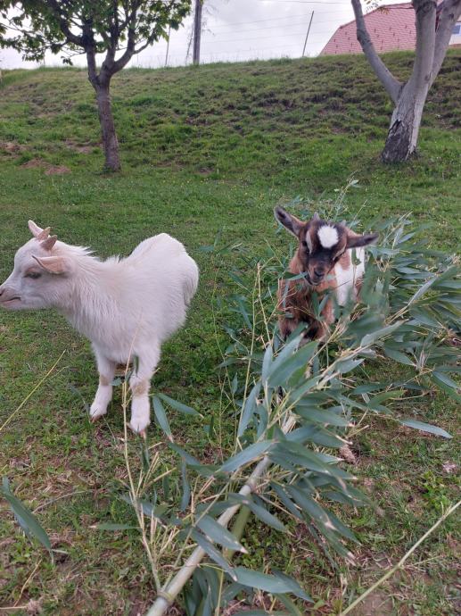 Mini kozice - mladička