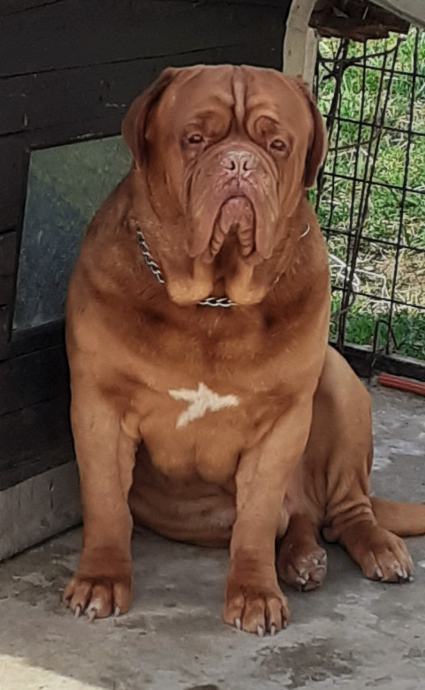 Bordojska doga za parjenje - vzrejo