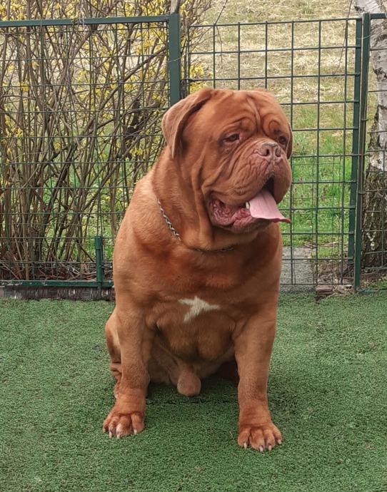 Bordojska doga za parjenje - vzrejo