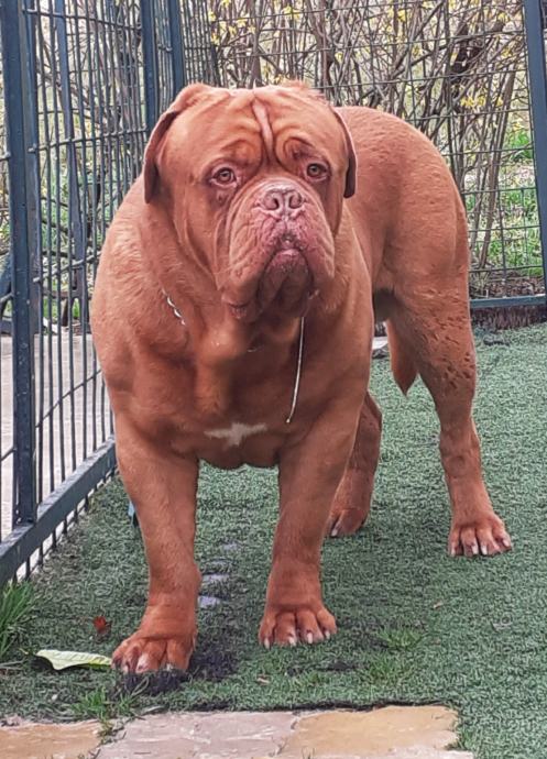Bordojska doga za parjenje - vzrejo