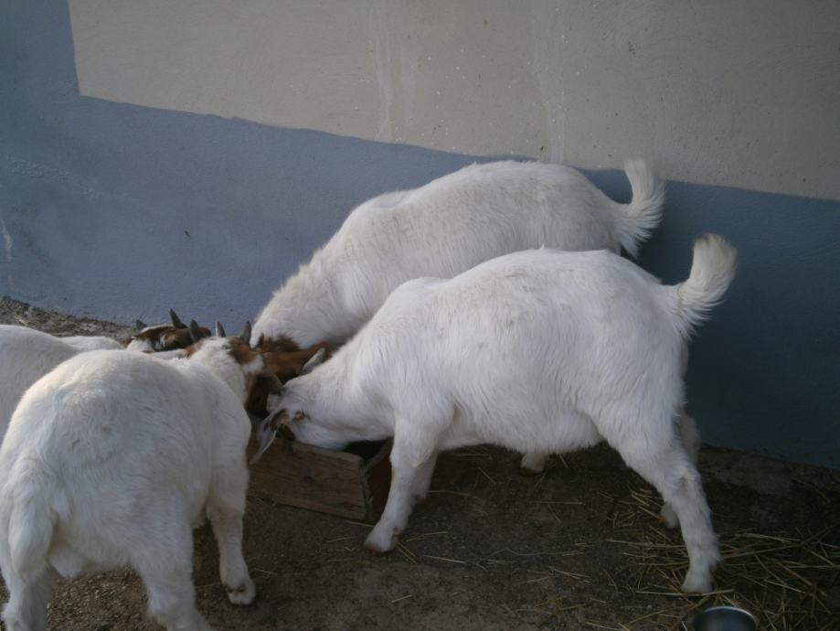 BURSKA KOZA