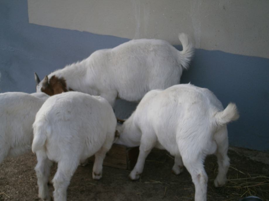BURSKA KOZA