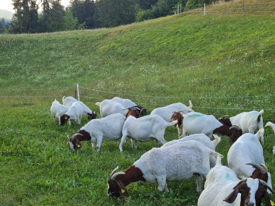 Burske koze