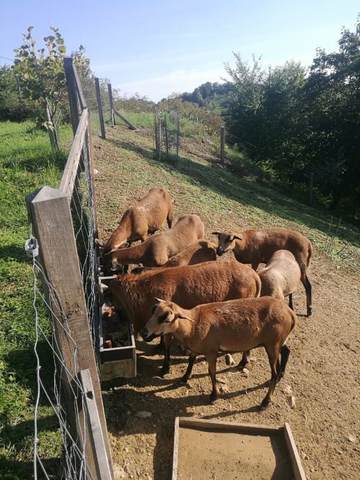 čisto krvne kamerunske ovce