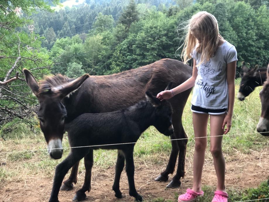 Dalmatinski Osel oslička