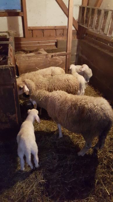 Drobnica, ovce Jezersko Solčavska pasma