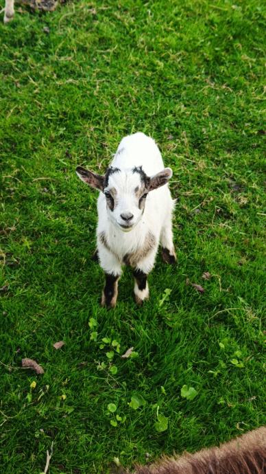 Himalajska Mini koza, Mini kozli