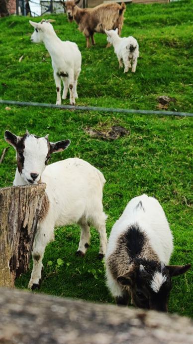 Himalajska Mini koza, Mini kozli