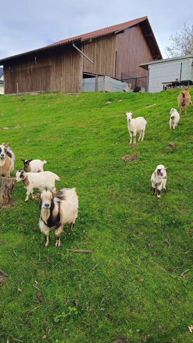 Himalajska Mini koza, Mini kozli