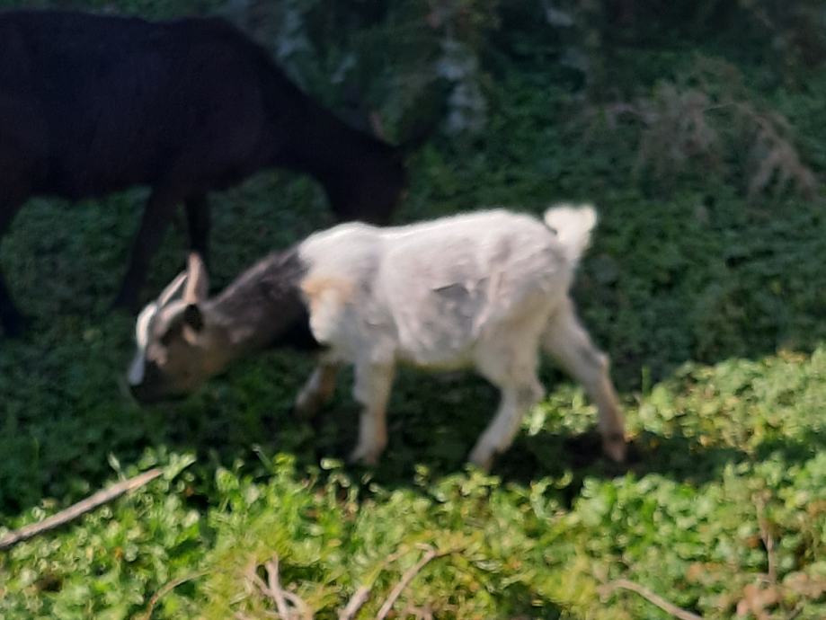 Himalajska mini koza