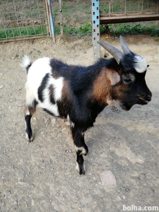 HIMALAJSKE MINI KOZE