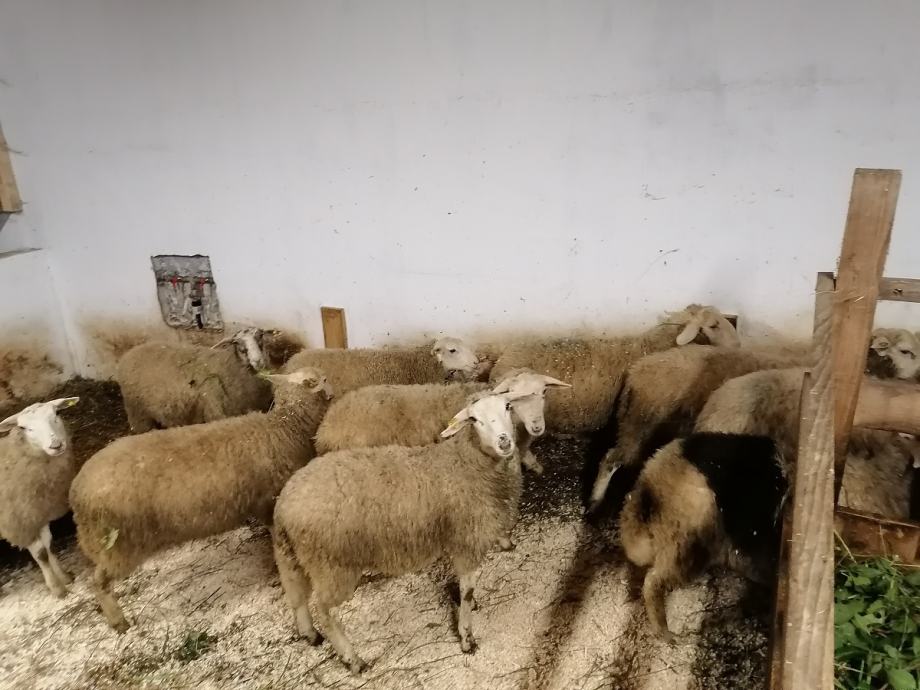 jagenjčki za zakol ali nadaljno rejo