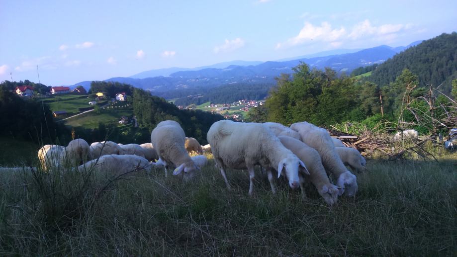jagnje, jagenjčki, ovce
